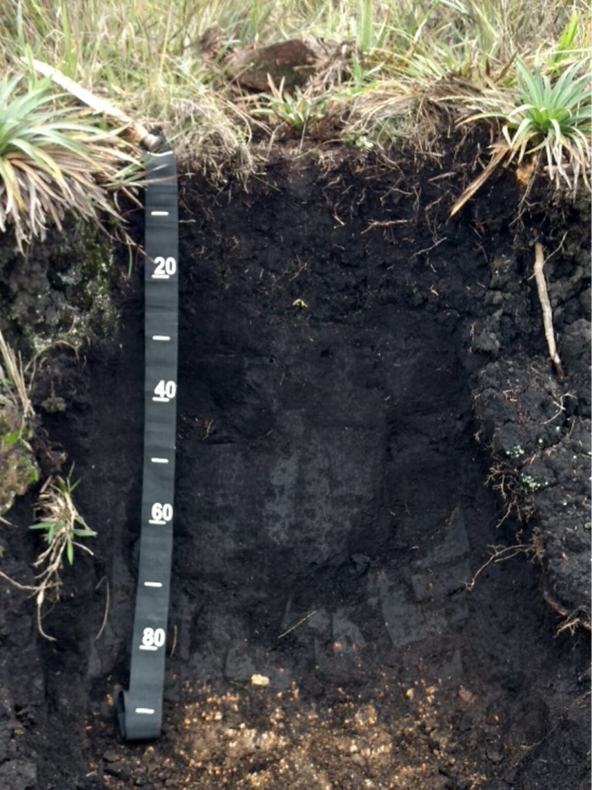 Organossolos: a importância agronômica e ambiental para o Rio de ...