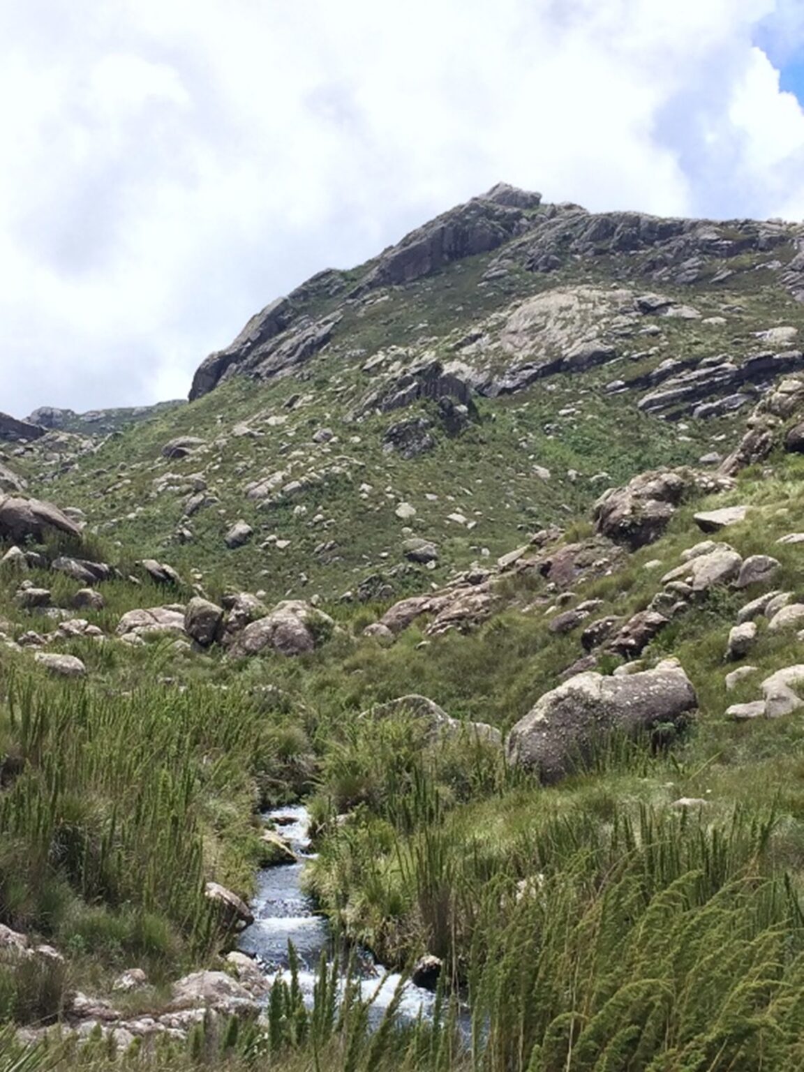 Organossolos: a importância agronômica e ambiental para o Rio de ...