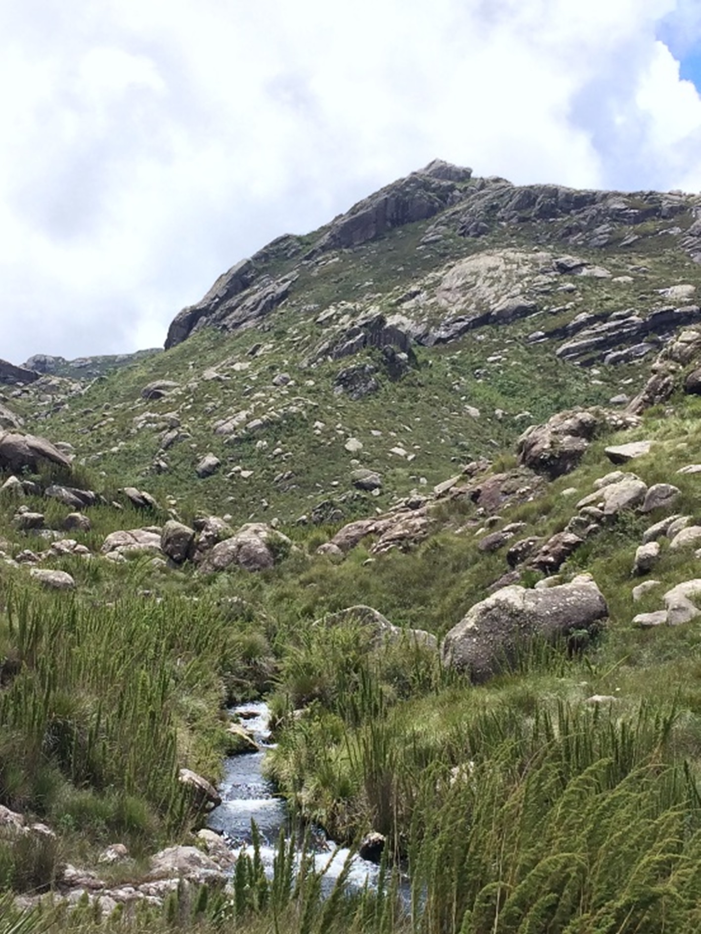 Organossolos: a importância agronômica e ambiental para o Rio de ...