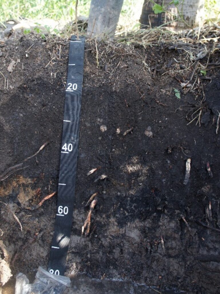 Organossolos: a importância agronômica e ambiental para o Rio de ...