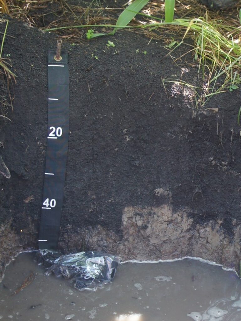 Organossolos: a importância agronômica e ambiental para o Rio de ...