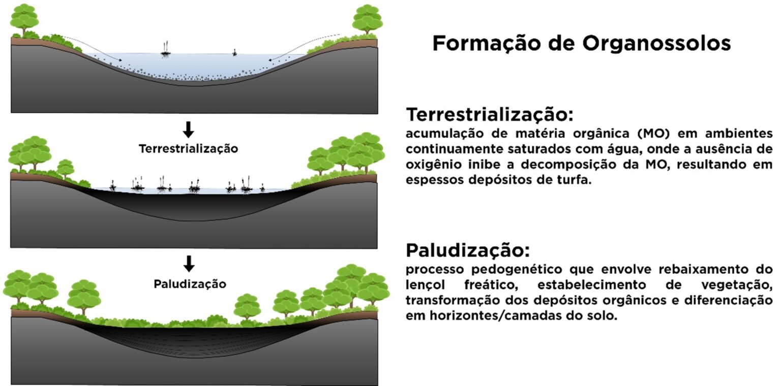 Organossolos: a importância agronômica e ambiental para o Rio de ...