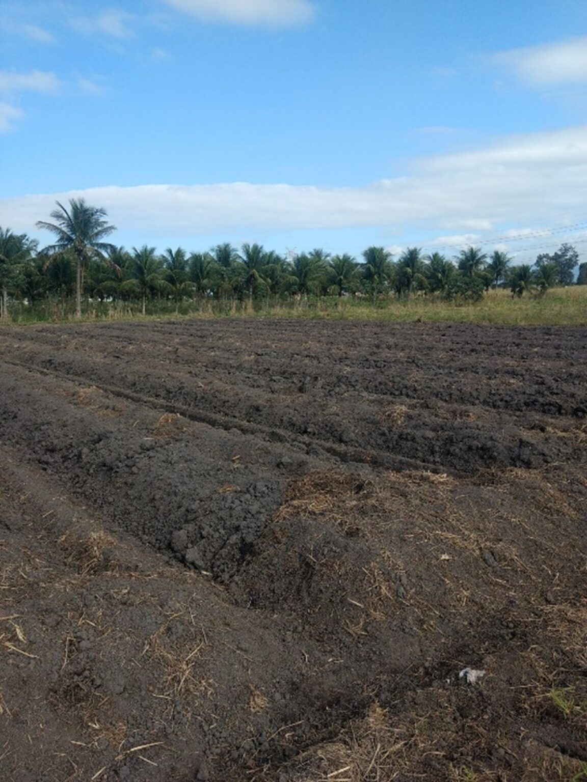 Organossolos: a importância agronômica e ambiental para o Rio de ...
