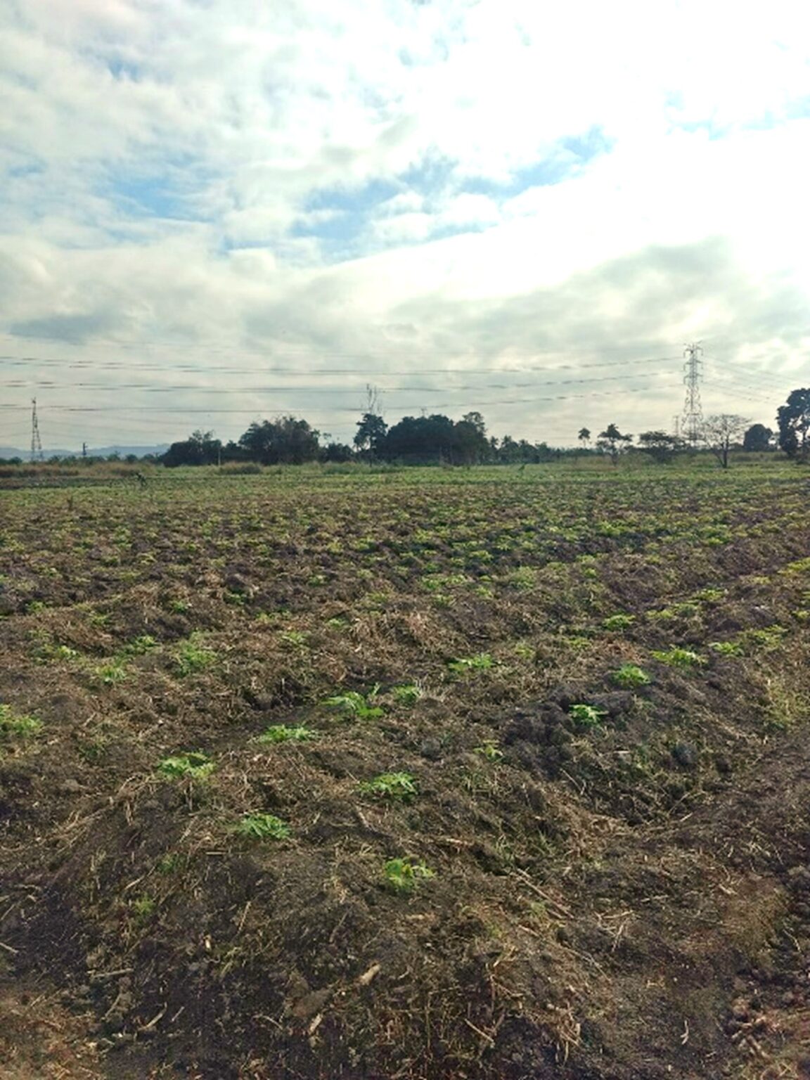 Organossolos: a importância agronômica e ambiental para o Rio de ...